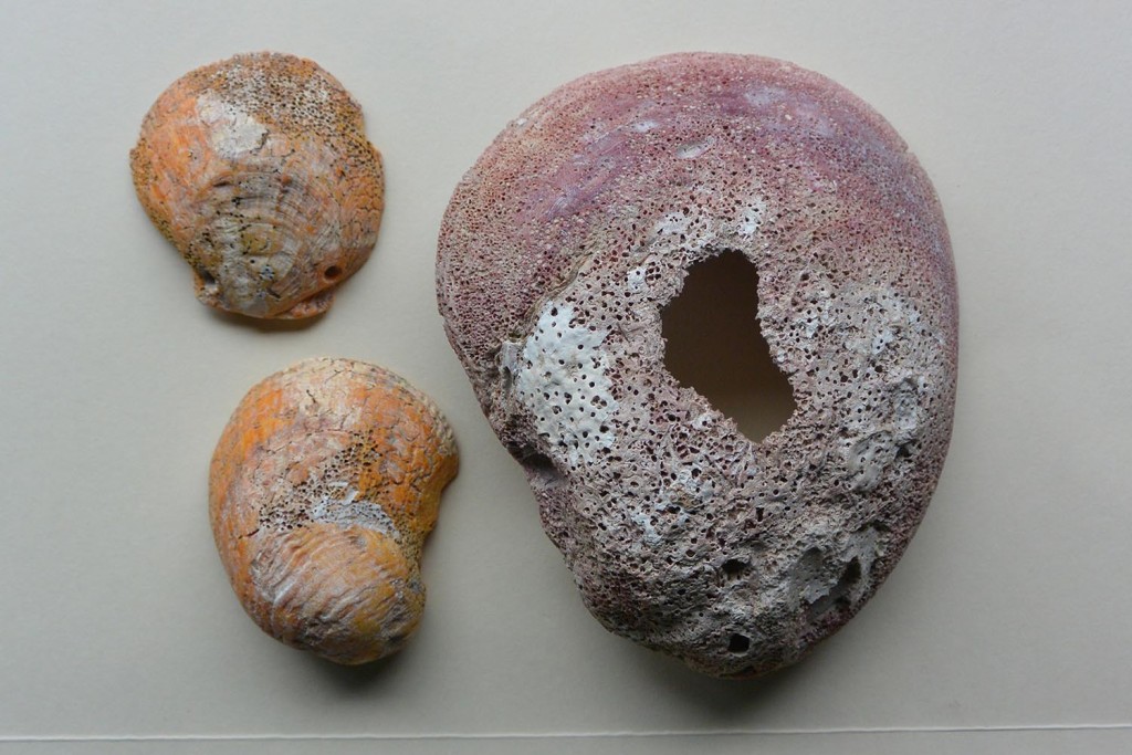 4. Spondylus shells from C95E and C117G _0475 - Caracol Archaeological ...